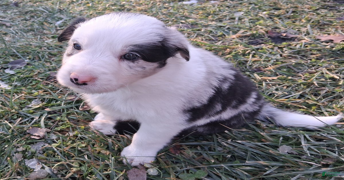 Jasper for sale in Churubusco | Lancaster Puppies