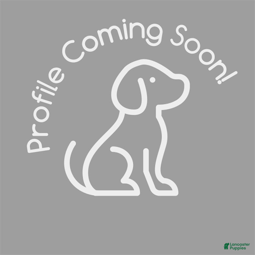 Daniel King | Lancaster Puppies