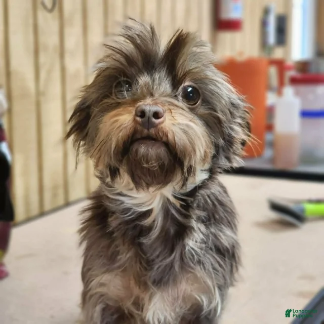 Pancake Yorkshire Terrier for sale in Clear Spring | Lancaster Puppies