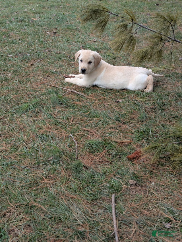 Jack for sale in Savannah | Lancaster Puppies