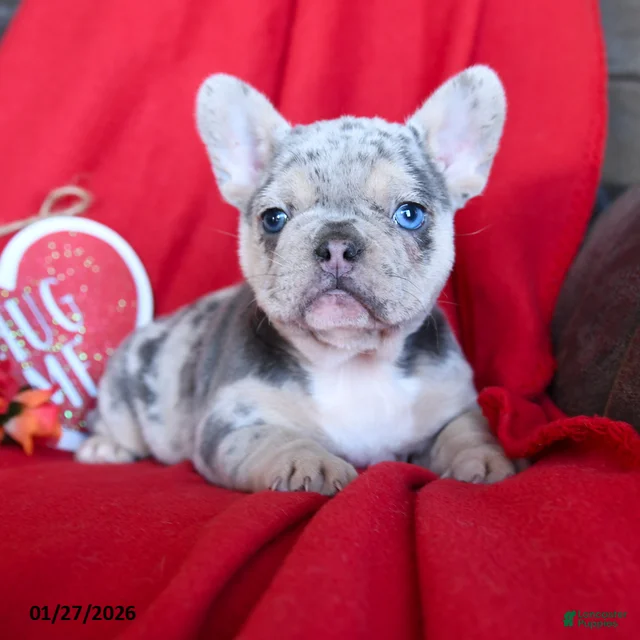 Lulu for sale in Rising Sun | Lancaster Puppies