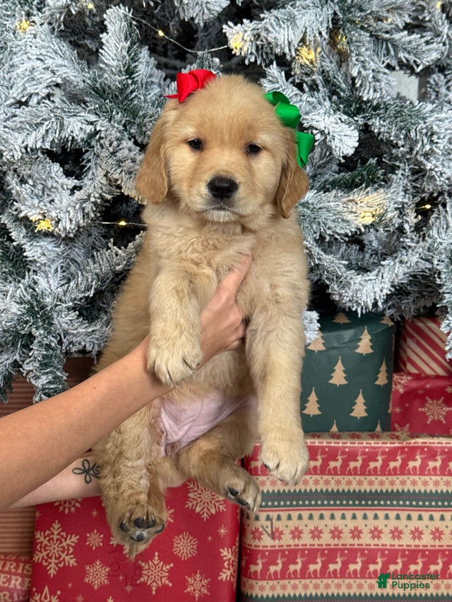 Flurry for sale in Davenport | Lancaster Puppies