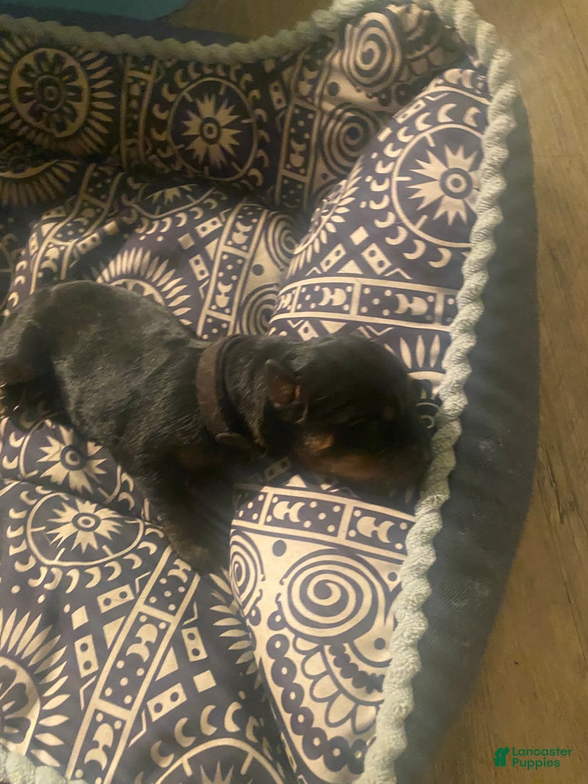 light Green for sale in Henderson | Lancaster Puppies