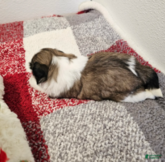 Gordon Ckc for sale in | Lancaster Puppies