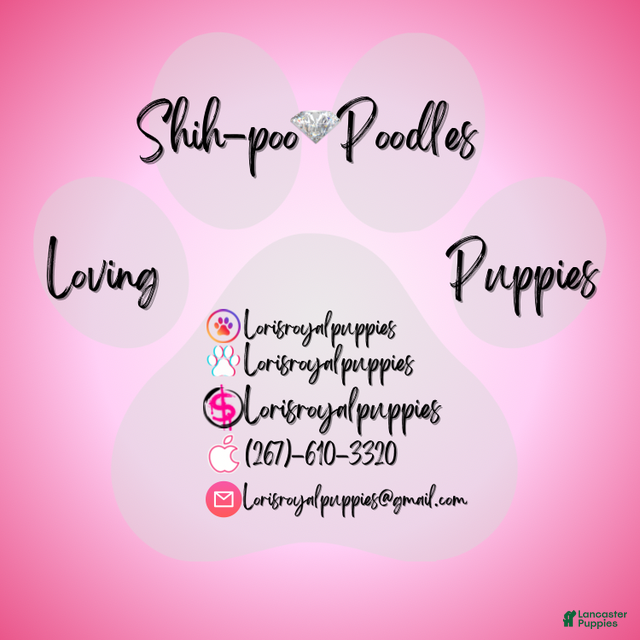 Toy Poodle Puppy 1 for sale in Philadelphia | Lancaster Puppies