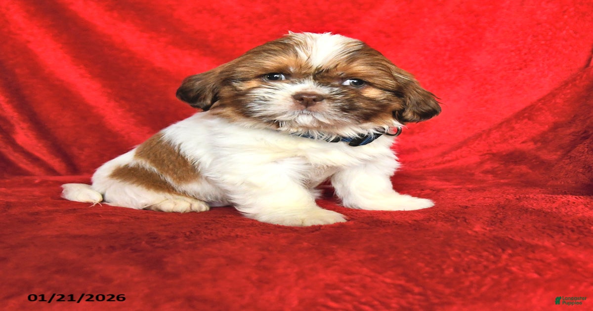 Nancy for sale in Shippensburg | Lancaster Puppies