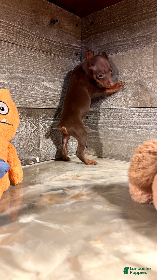 Ruby for sale in Sugar Notch | Lancaster Puppies