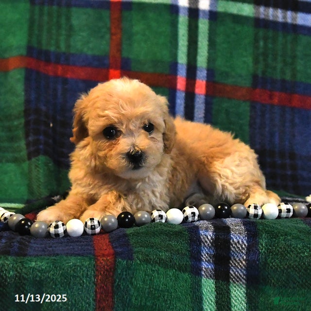 Tucker for sale in Upper Leacock Township | Lancaster Puppies