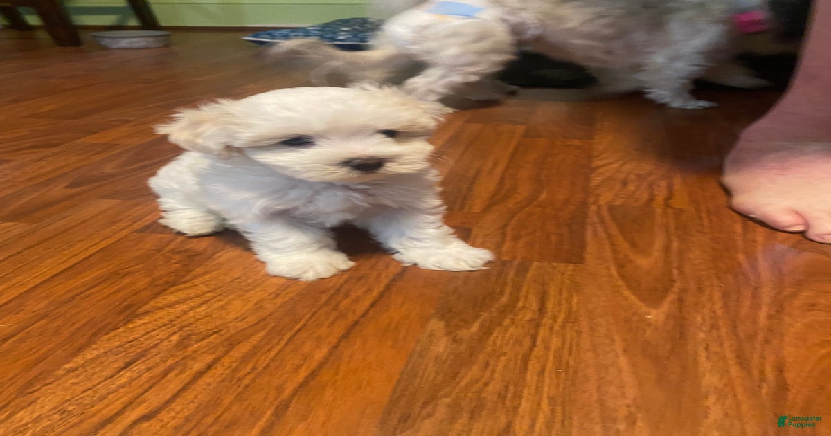 Mixed Breed Puppy 3 Maltipoo for sale in Winchester | Lancaster Puppies