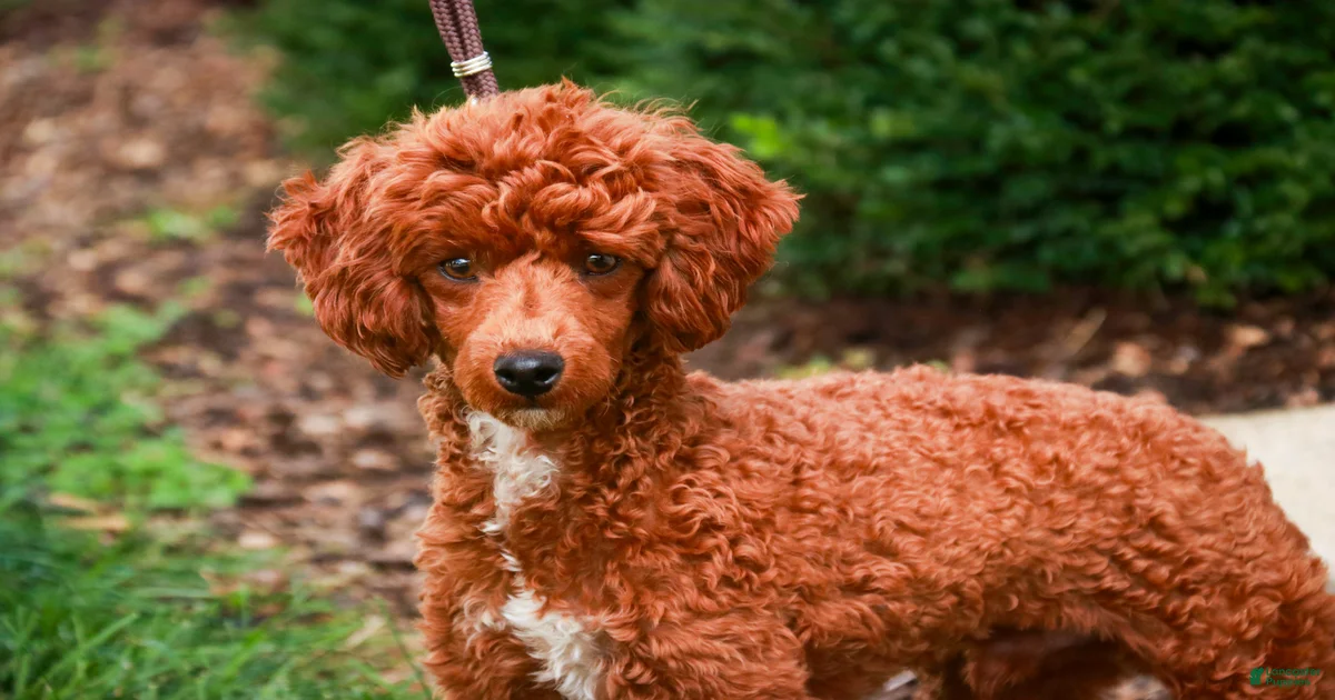 Toast Miniature Poodle for sale in Topeka | Lancaster Puppies