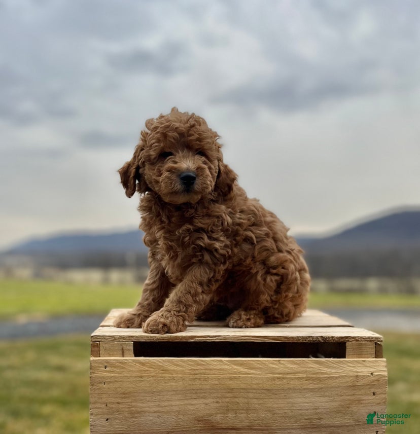 Goldendoodle Puppy 5 for sale in Chambersburg | Lancaster Puppies