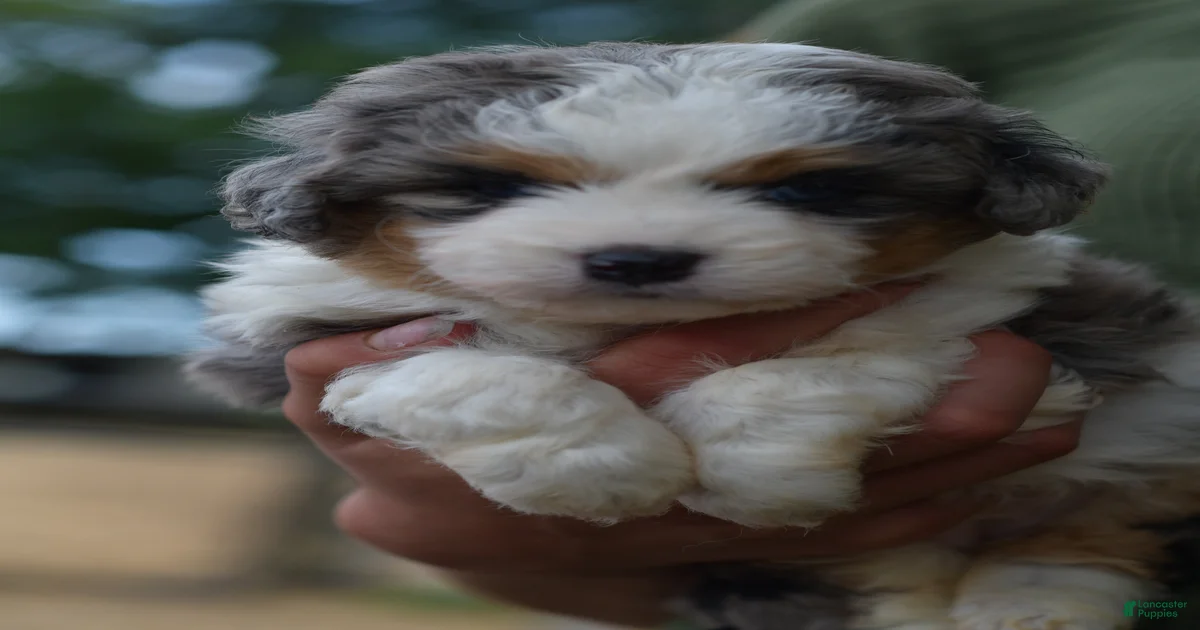 Puppies for sale in Connecticut | Lancaster Puppies
