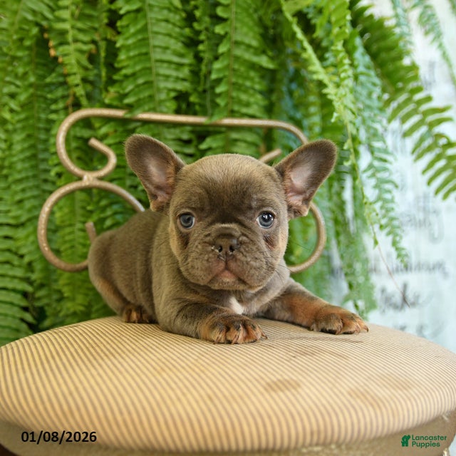Tracy for sale in Rising Sun | Lancaster Puppies