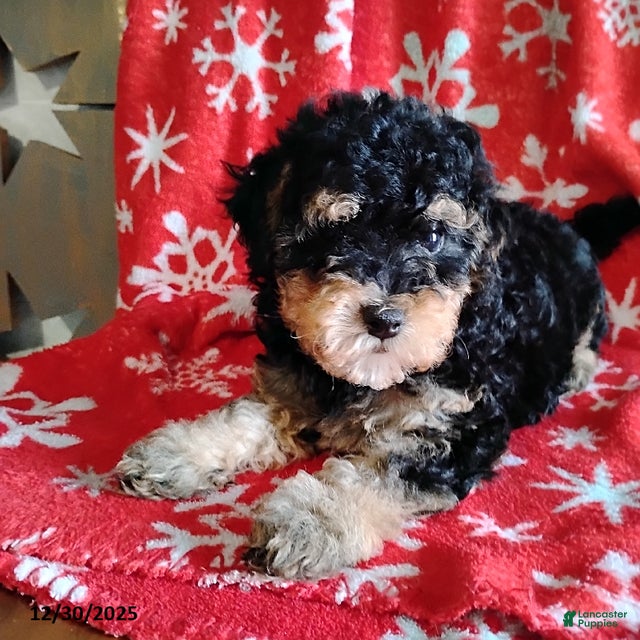 Robin for sale in Dundee | Lancaster Puppies