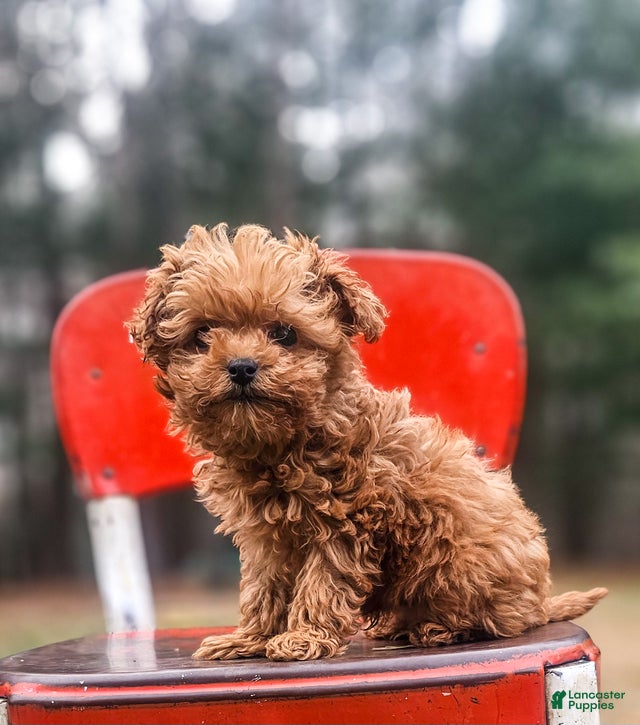 Tiny Tim for sale in Mohnton | Lancaster Puppies