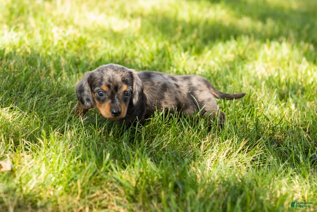 Olivia Miniature Dachshund for sale in Nappanee | Lancaster Puppies
