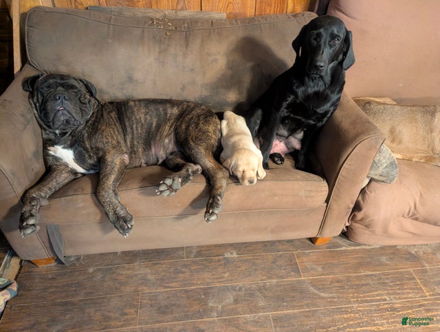 Labrador Retriever Puppy 2 for sale in Whiteville | Lancaster Puppies