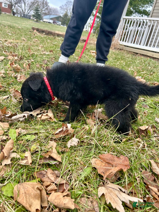 German Shepherd Red for sale in Botkins | Lancaster Puppies