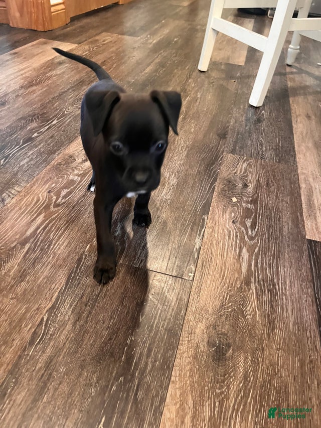 Mixed Breed Puppy 3 for sale in Bluffton | Lancaster Puppies