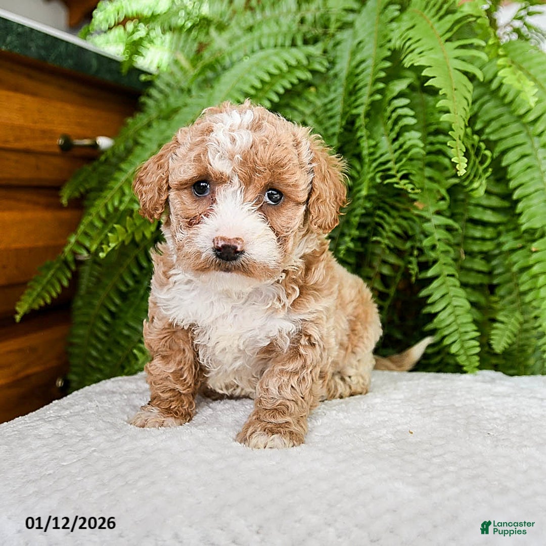 Latchia for sale in Gordonville | Lancaster Puppies