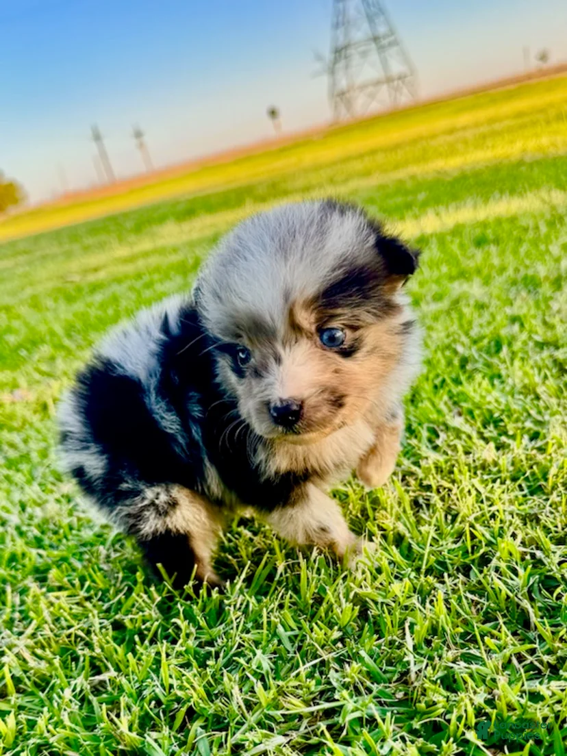 Shelly Miniature Australian Shepherd for sale in Idalou | Lancaster Puppies
