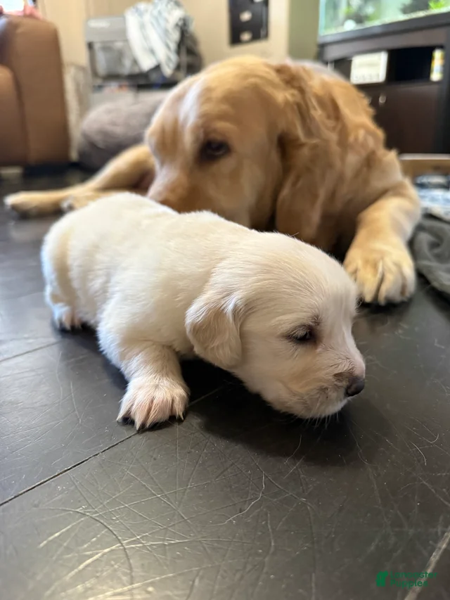 Golden Retriever Puppy 5 Golden Retriever for sale in Phoenix ...