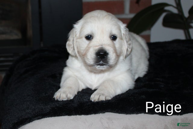Paige for sale in Reinholds | Lancaster Puppies