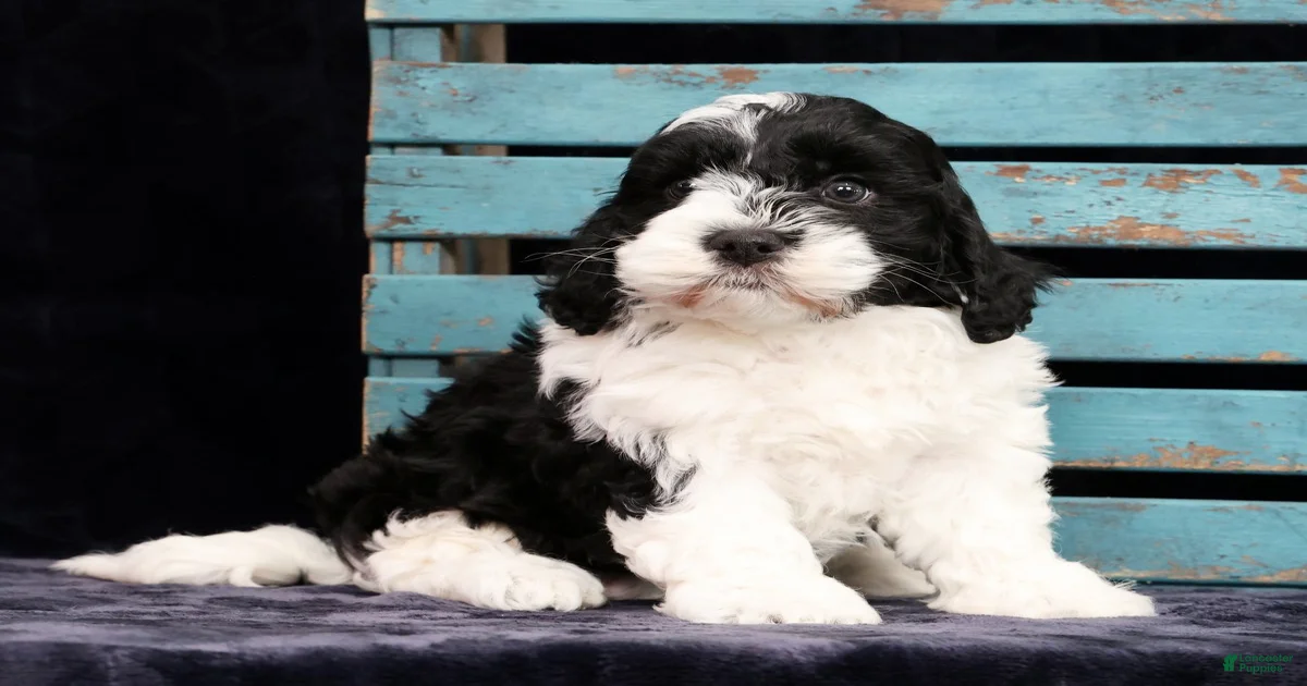 Norris Cavapoo for sale in Baltic | Lancaster Puppies
