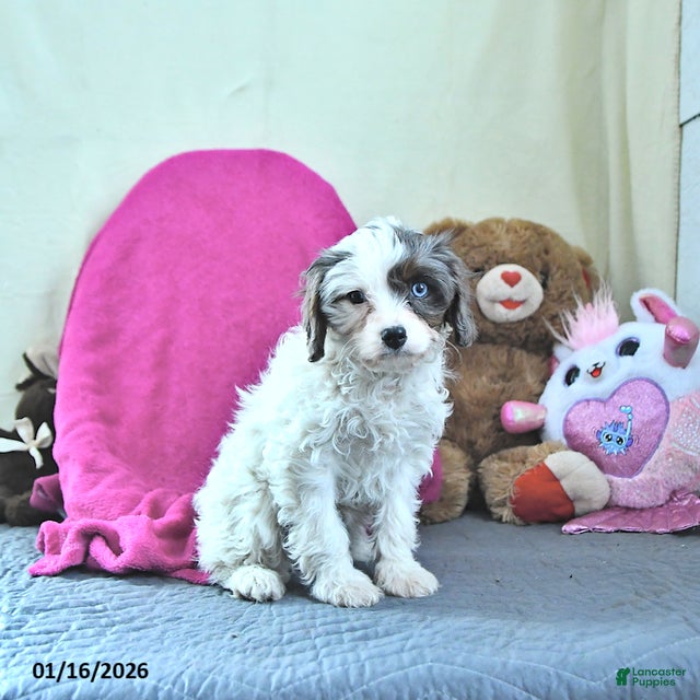 Gracie for sale in Blanchard | Lancaster Puppies