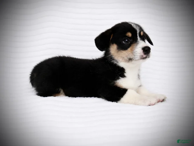 Burt Welsh Corgi Pembroke for sale in Homer City | Lancaster Puppies