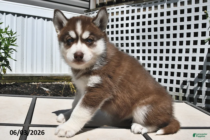 Cocoa Siberian Husky for sale in Dundee | Lancaster Puppies