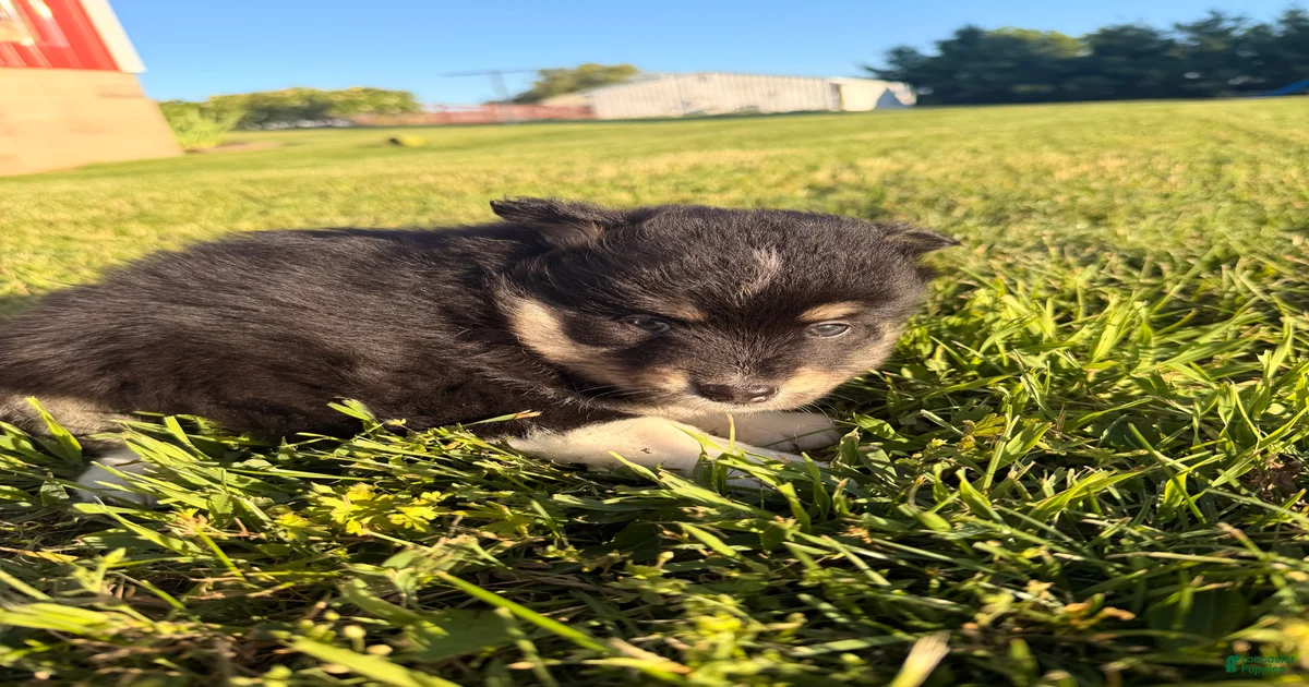 Atlas Pomsky for sale in La Porte | Lancaster Puppies