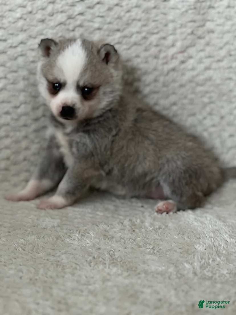Oreo for sale in Fort Plain | Lancaster Puppies