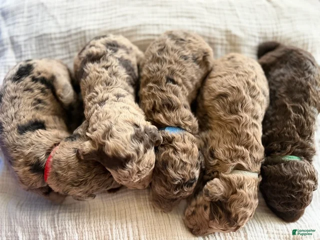 Truffle Labradoodle for sale in Brownsville | Lancaster Puppies