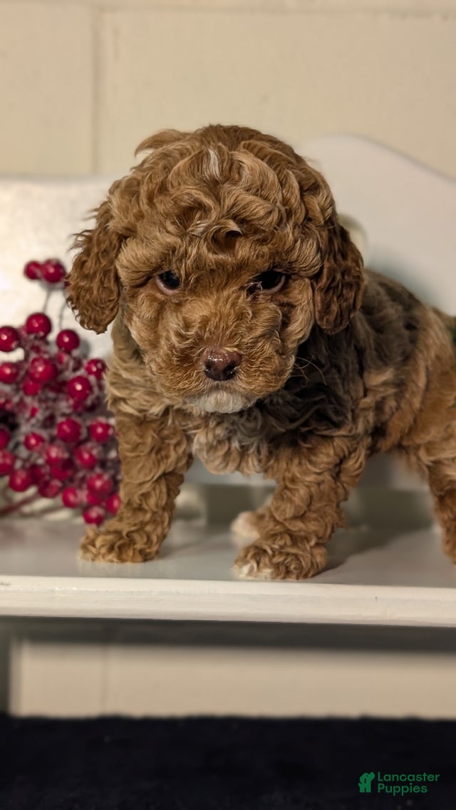 Harper for sale in Goshen | Lancaster Puppies