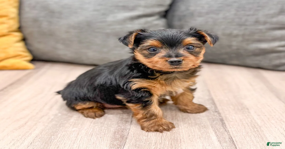 Chief Yorkshire Terrier for sale in Mount Eaton | Lancaster Puppies