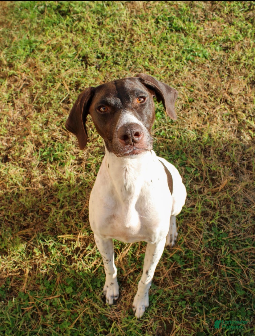 Sienna for sale in Gordonville | Lancaster Puppies