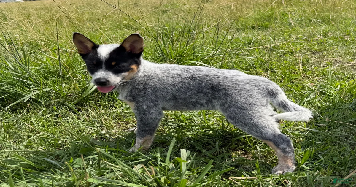 Renley Australian Cattle Dog for sale in Cairo | Lancaster Puppies