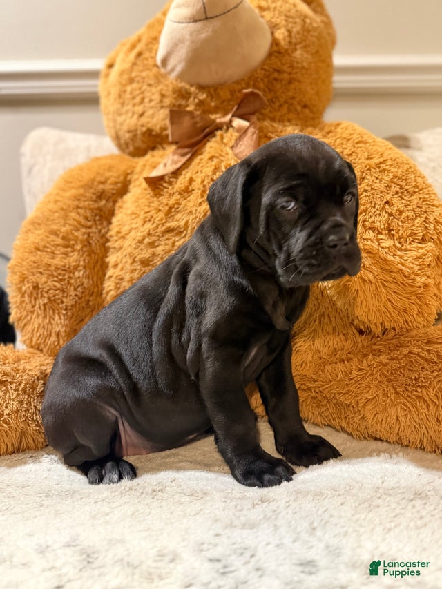 Mayhem for sale in East Waterford | Lancaster Puppies