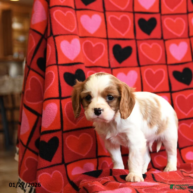 Taco for sale in East Earl | Lancaster Puppies