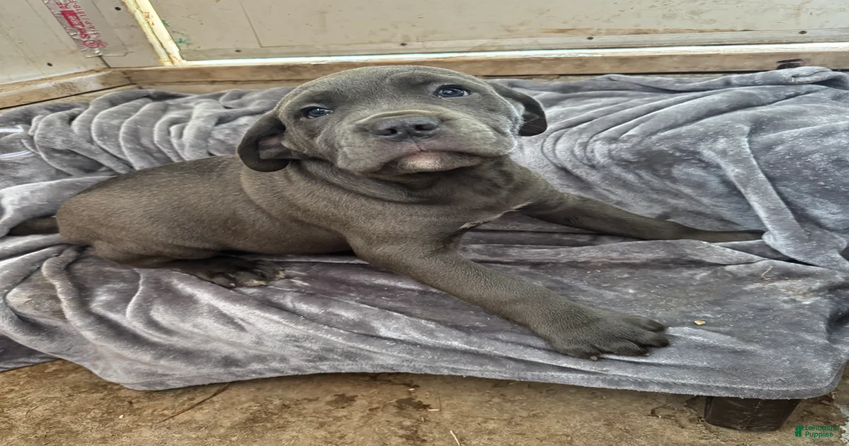 Smoke for sale in Mount Pleasant Mills | Lancaster Puppies