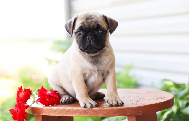 Pug Haven Farms #18746 | Lancaster Puppies
