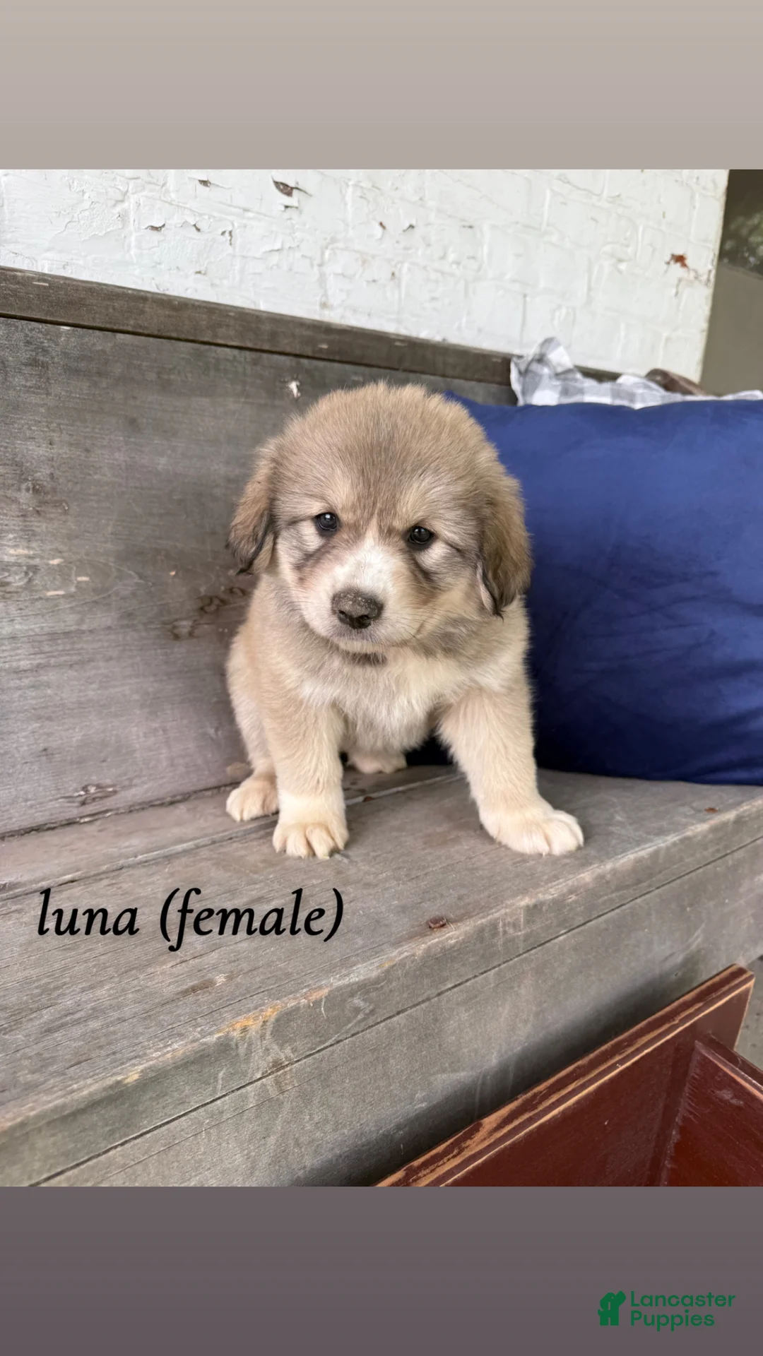 Mixed Breed Puppy 4 Mixed Breed for sale in Hillsboro | Lancaster Puppies