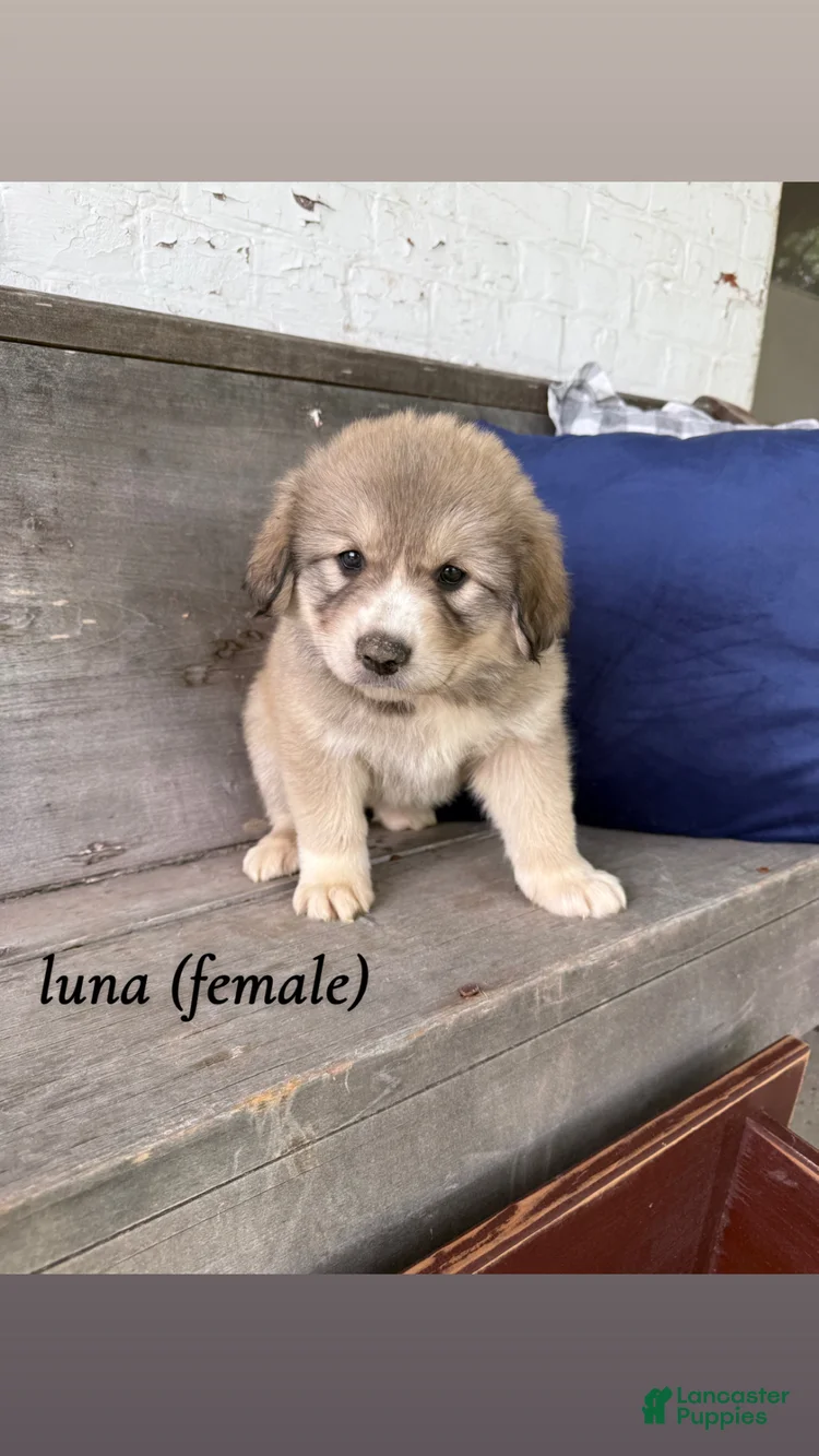 Mixed Breed Puppy 4 Mixed Breed for sale in Hillsboro | Lancaster Puppies