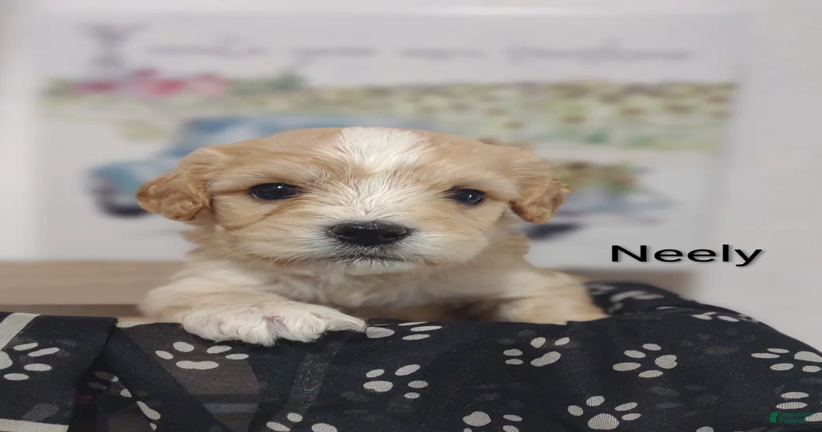 Cavachon Puppies for sale in Chicago, Illinois | Lancaster Puppies