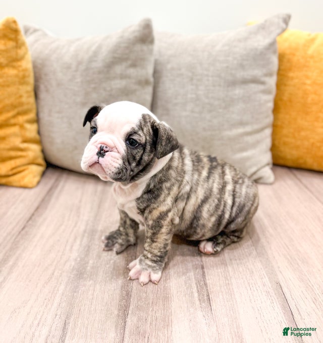 Mack for sale in Holmesville | Lancaster Puppies