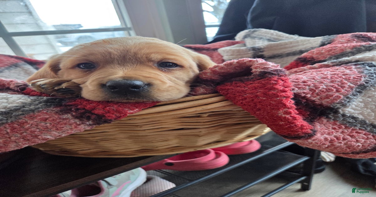 Labrador/Cocker Spaniel for sale in Waterloo | Lancaster Puppies