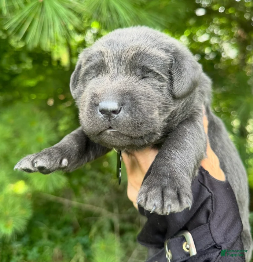 Labrador Retriever 1 Labrador Retriever for sale in Youngstown ...