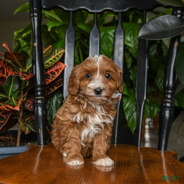 Zion for sale in Gap | Lancaster Puppies