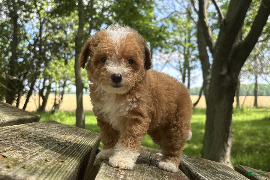 Brooke Mini Goldendoodle for sale in Hoagland | Lancaster Puppies